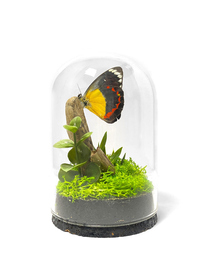 Witchy – Persephone's Hearth