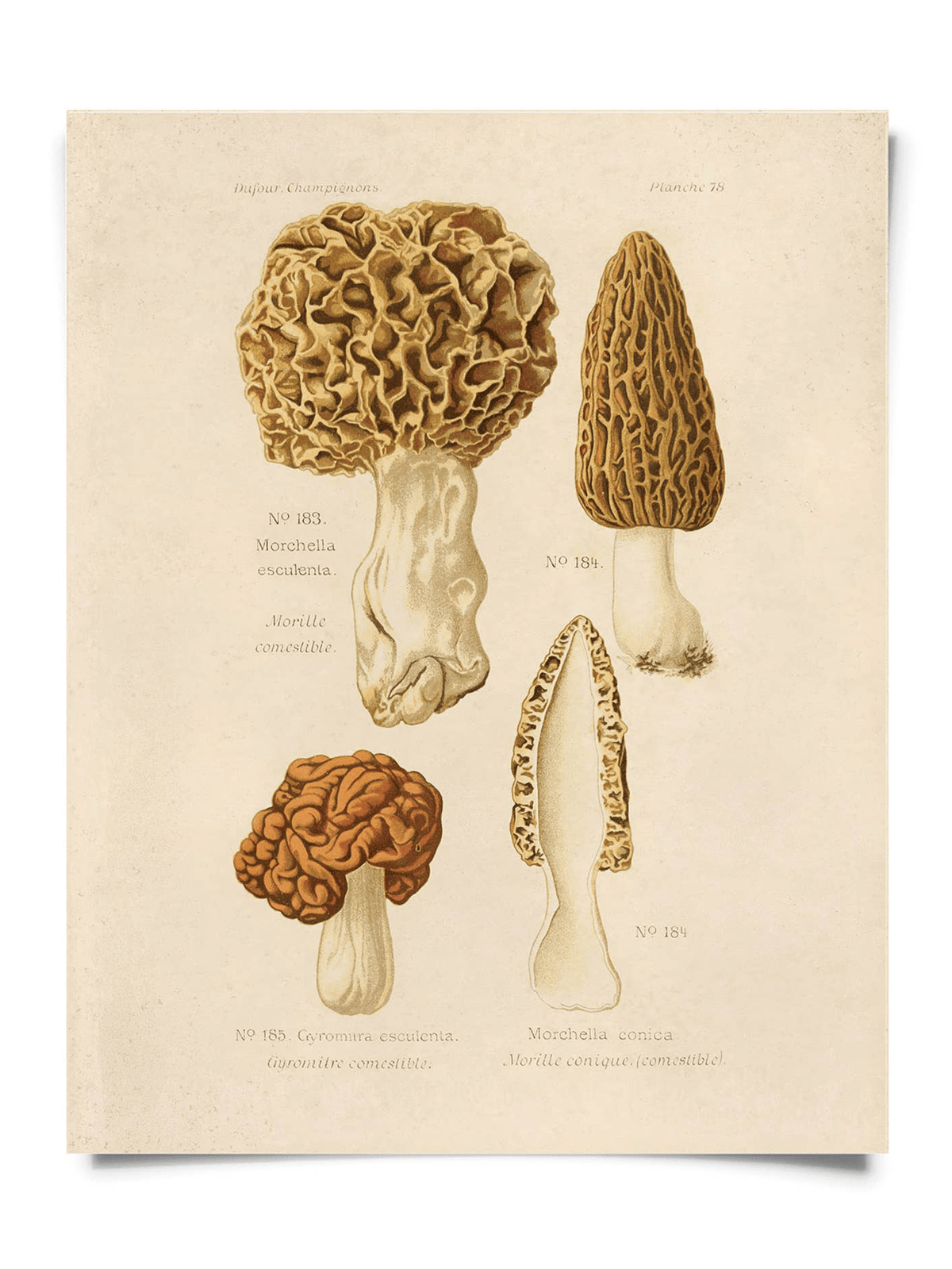 morchella cross section